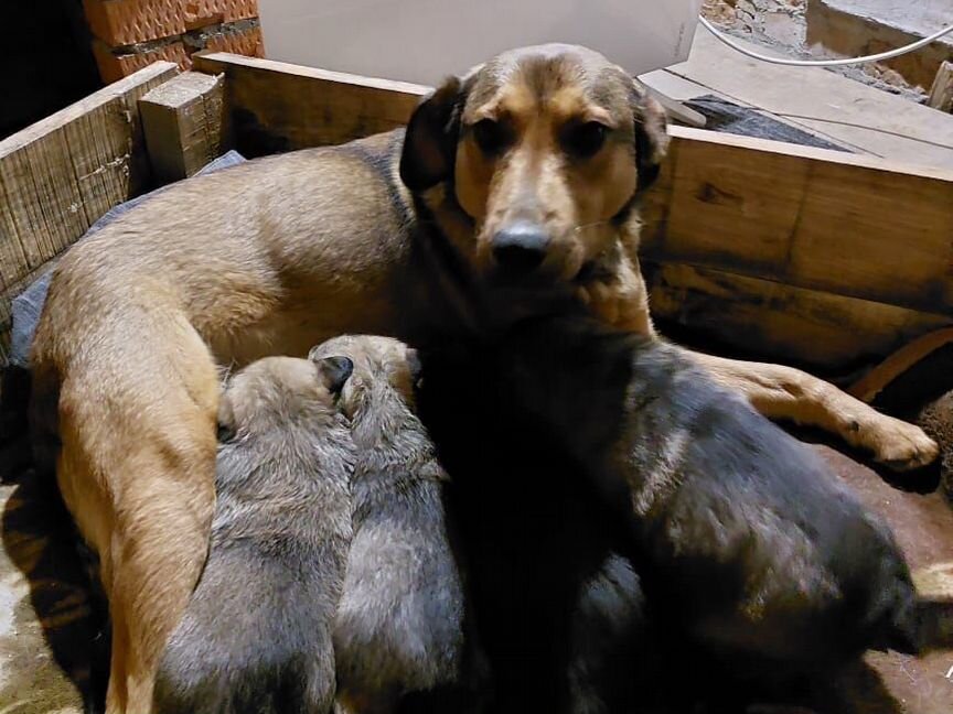 Щенки помесь с Немецкой овчаркой