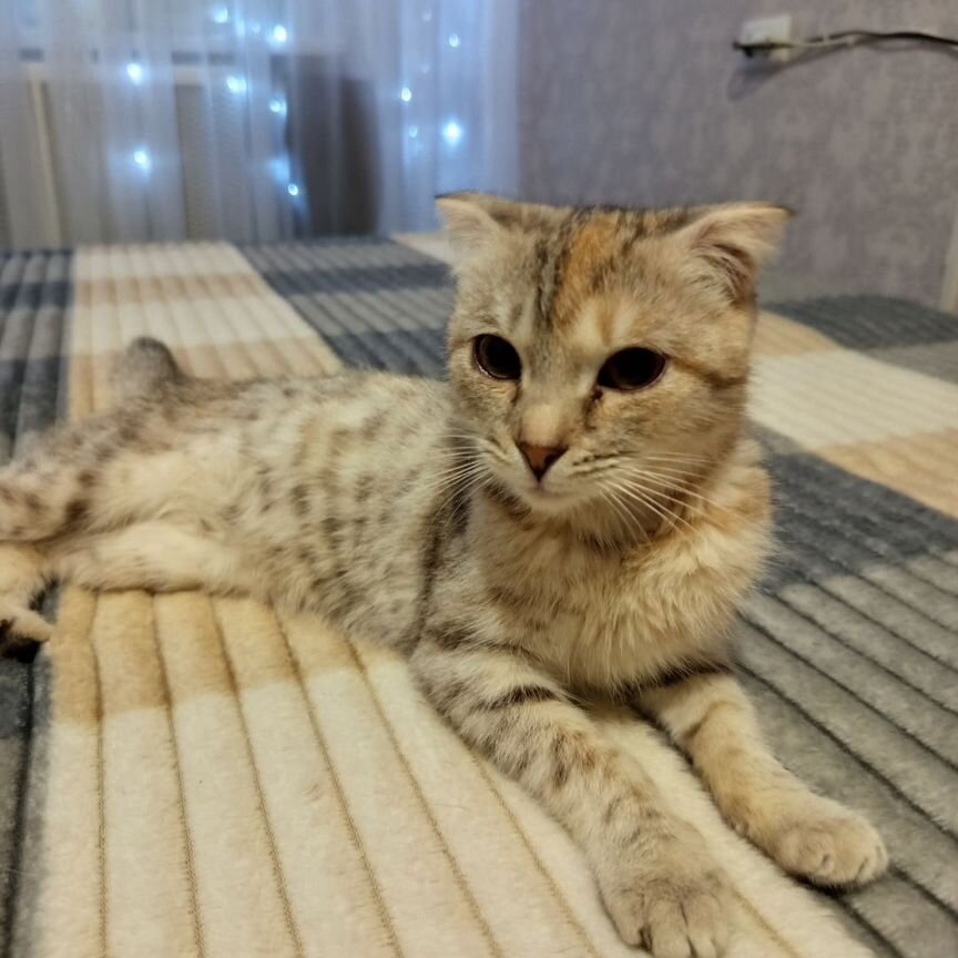 Шотландская вислоухая кошка бесплатно
