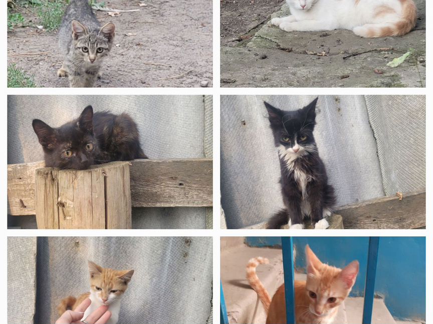 Котята в добрые руки