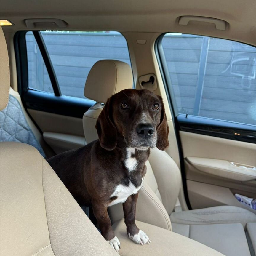 Альпийская таксообразная гончая