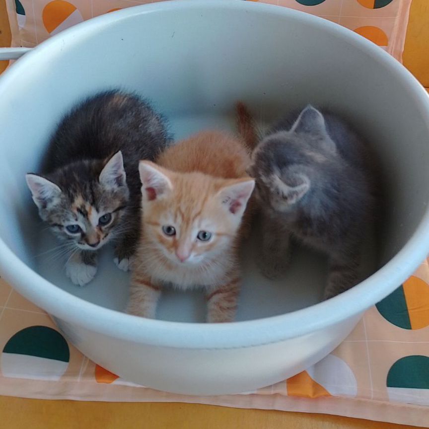 Котята в добрые руки бесплатно
