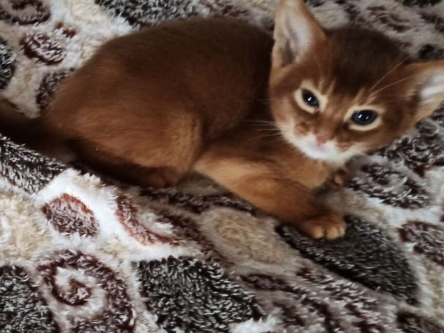 Абиссинские котята
