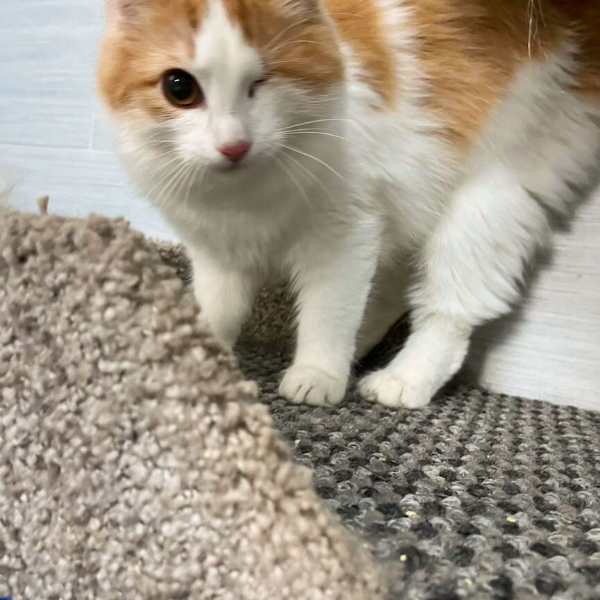 Котенок мурлыка Герда