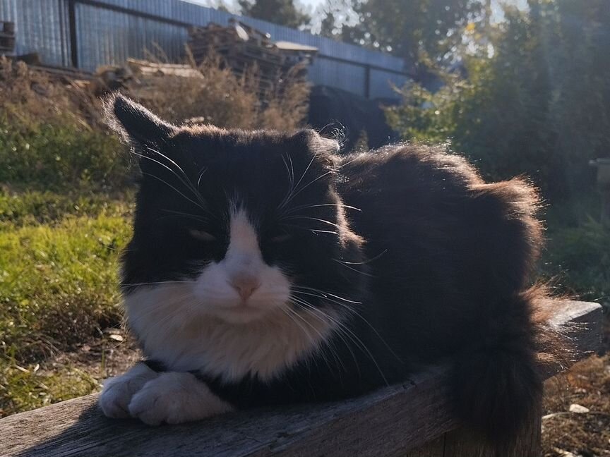 Отдам кота в хорошие руки