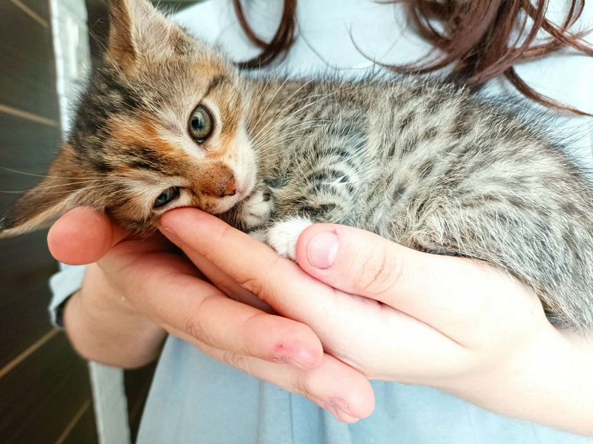 Котенок