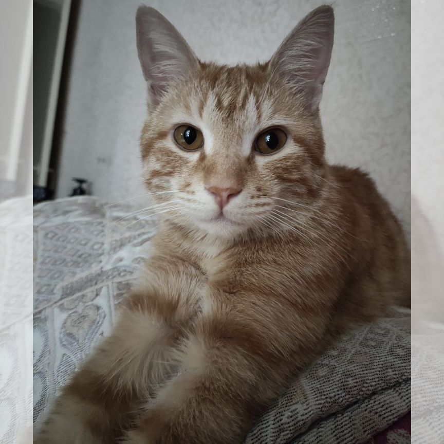 Рыжий кот в добрые руки