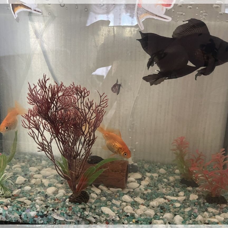 Аквариум с рыбками бу