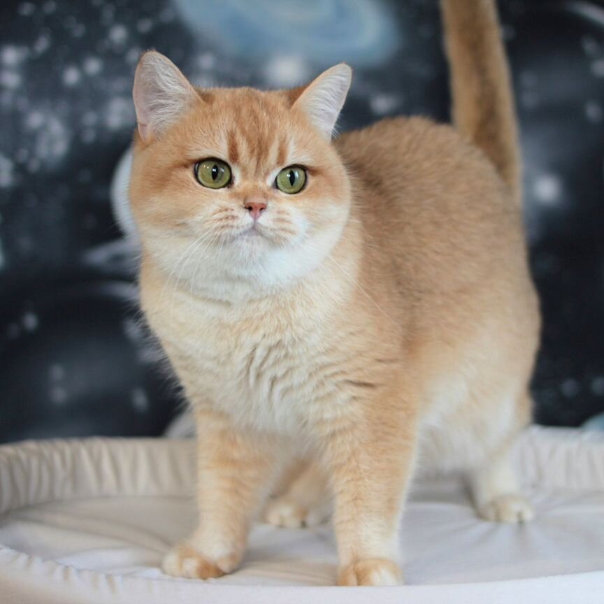 Шотландская девочка страйт