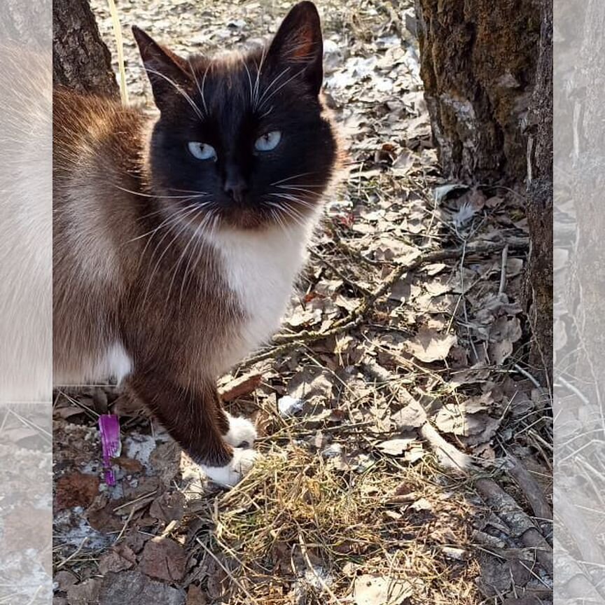 Кошка в дар