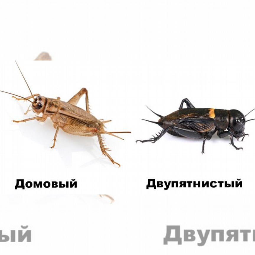 Сверчки живые кормовые