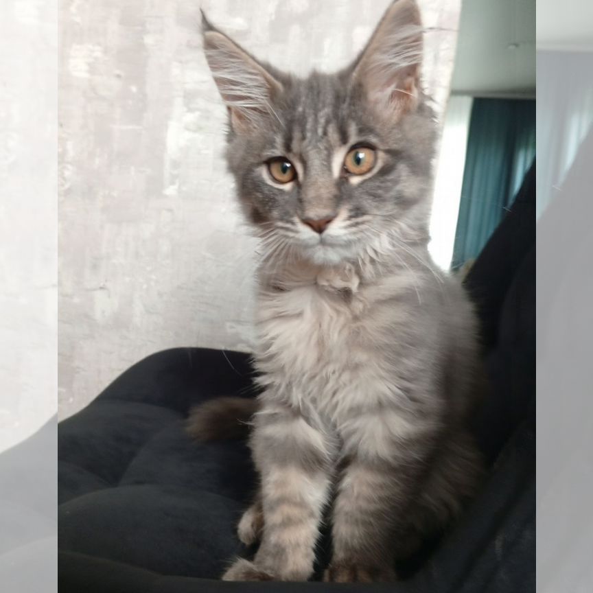 Котята мейн-кун