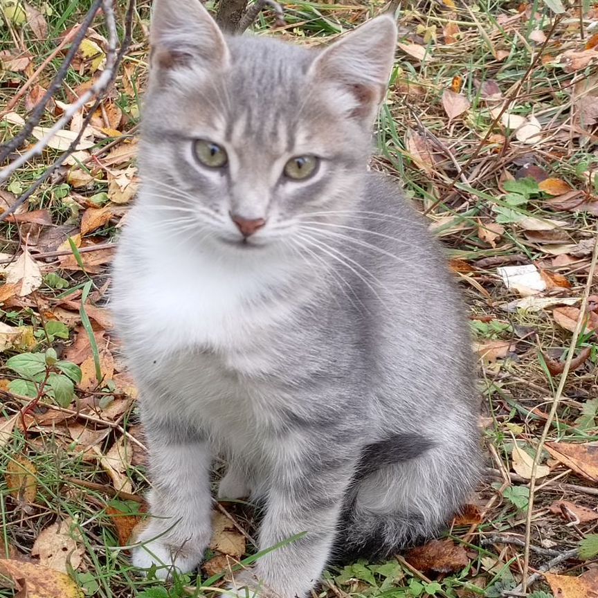 Котенок в дар