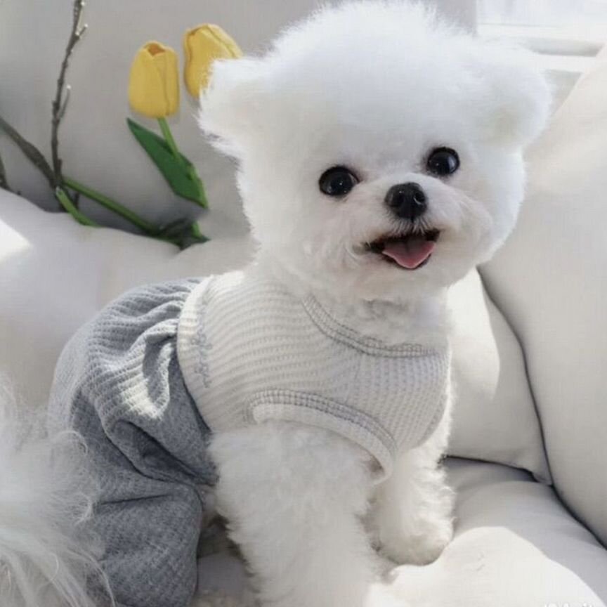 Костюм для собаки кошки новый