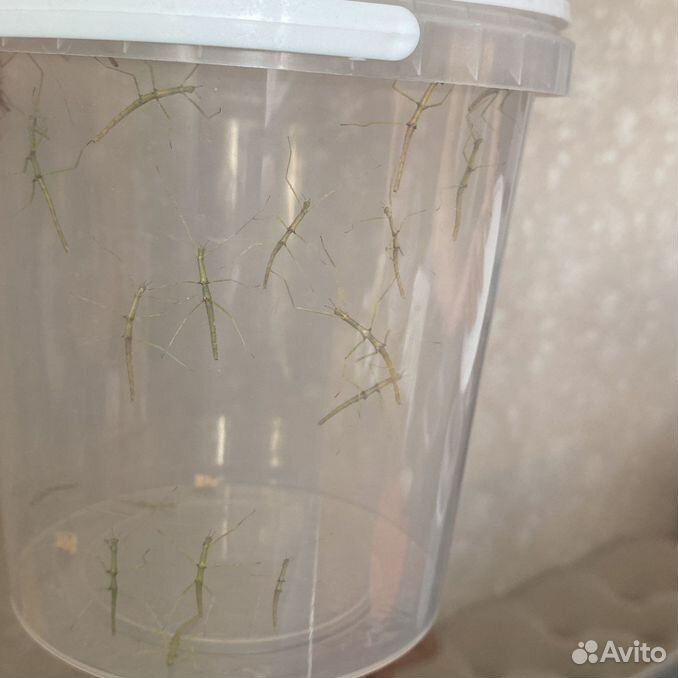 Палочники малыши