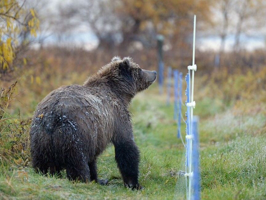 Электропастух комплект 05 га
