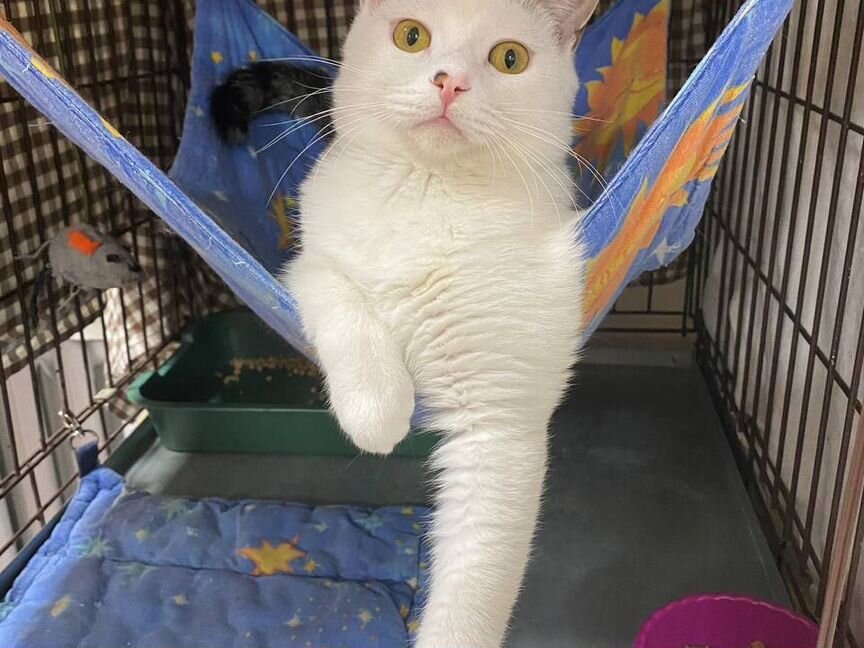 Молодой котик