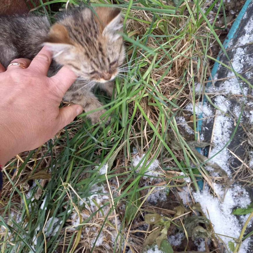 Котенок брошенный