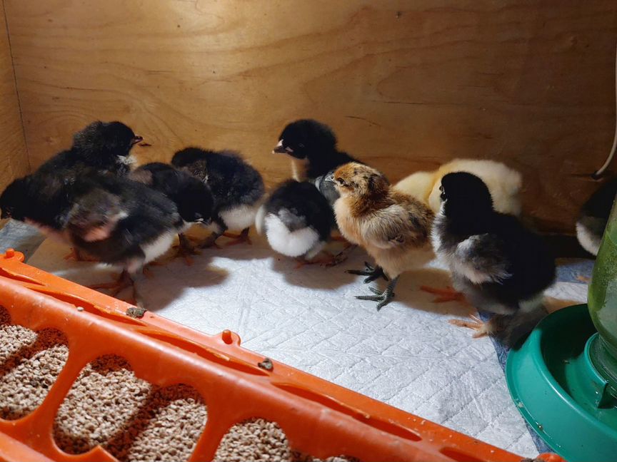 Маран, Фавероль, Амераукана лаванда