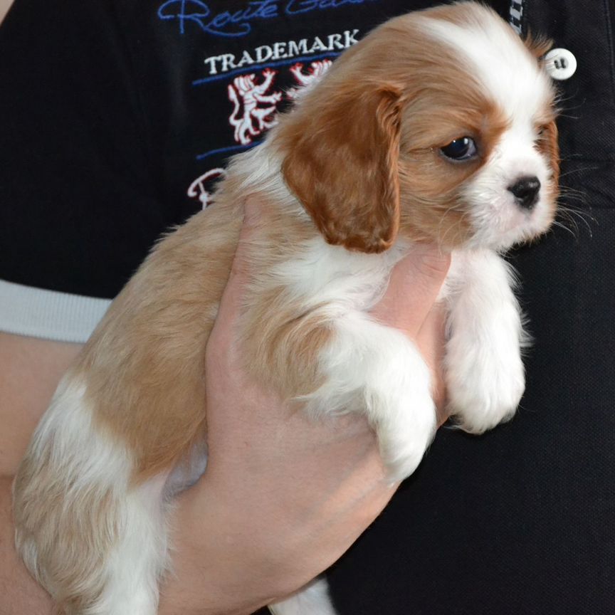 Мальчик кавалер кинг чарльз спаниель