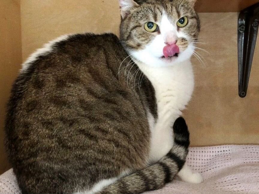 Кошки из приюта