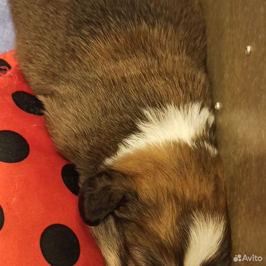 Щенок вельш корги пемброк