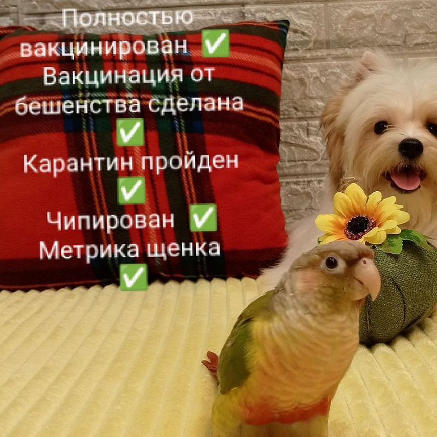 Бивер-йоркширский терьер, щенок