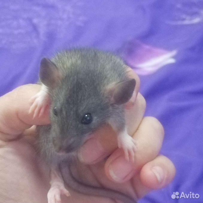 Декоративные крысята