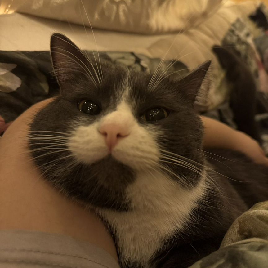 Кот вязка бесплатно