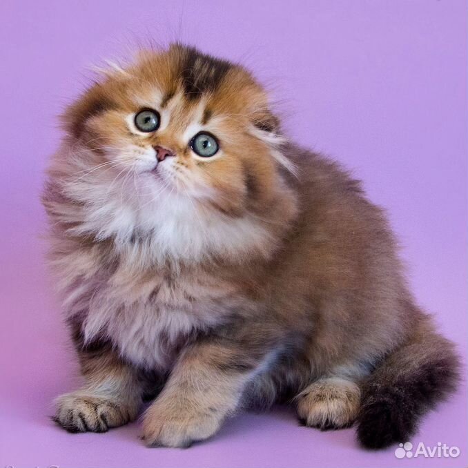 Шотландские котята львята