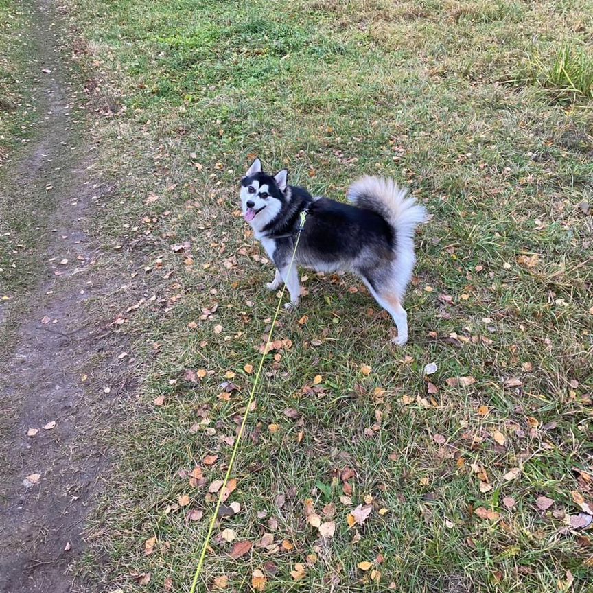 Помски в добрые руки