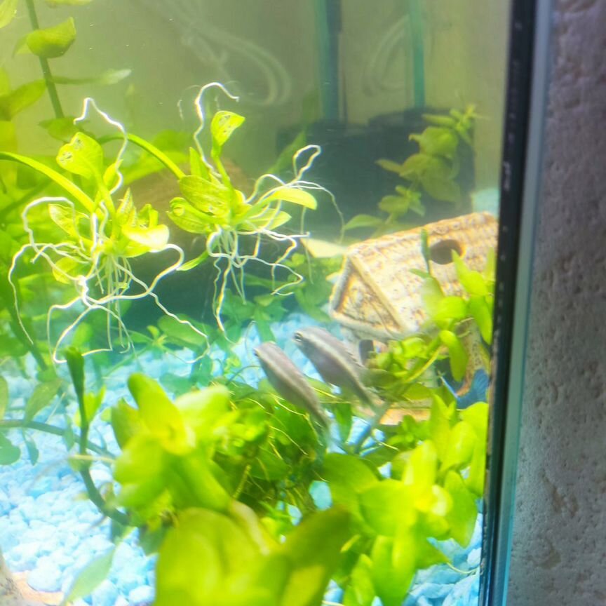 Пельвихромис Пульхера (попугайчики)