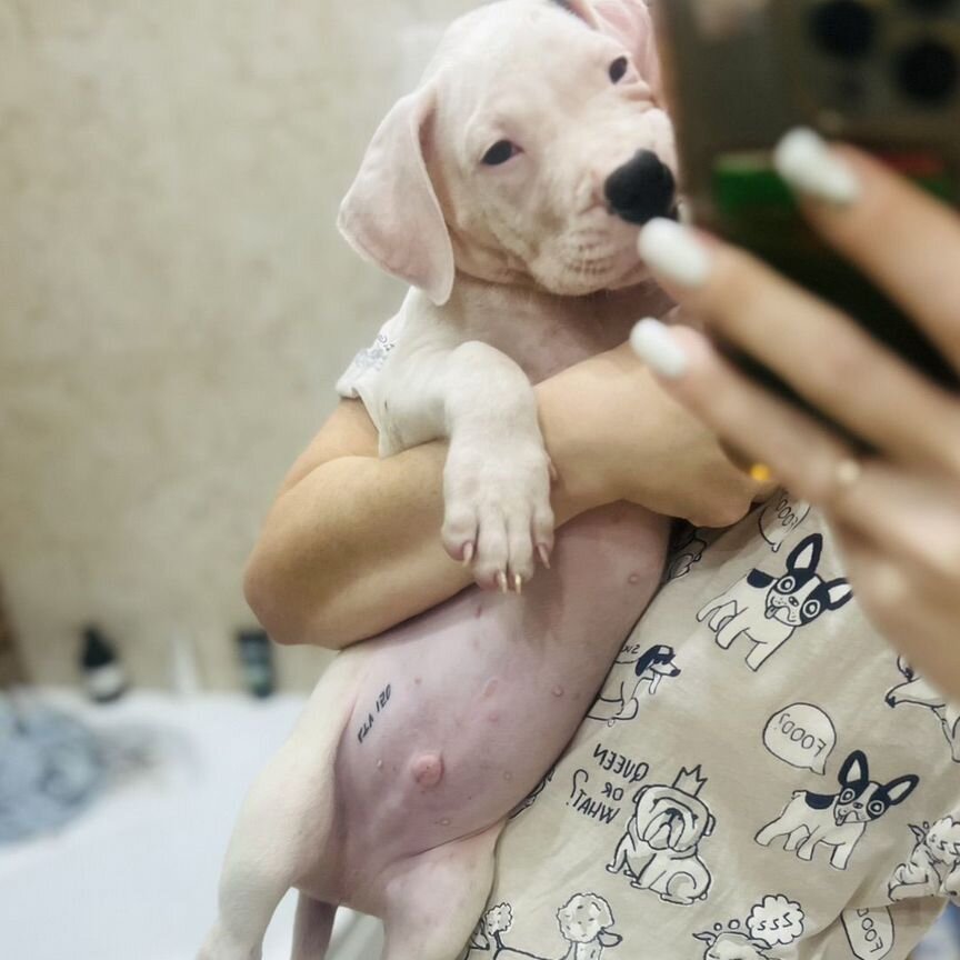 Аргентинский дог, щенок