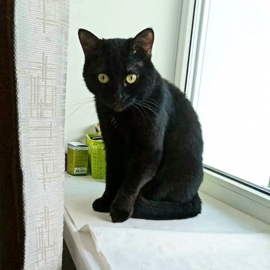Кошечка Багира