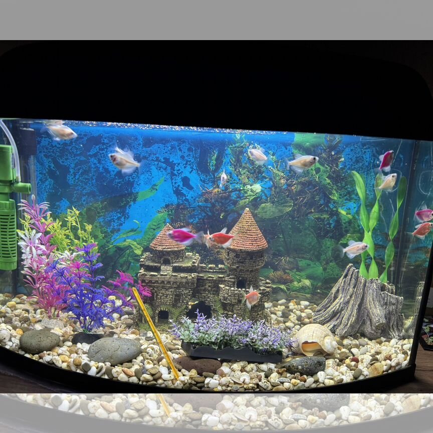 Аквариумные рыбки тернеции