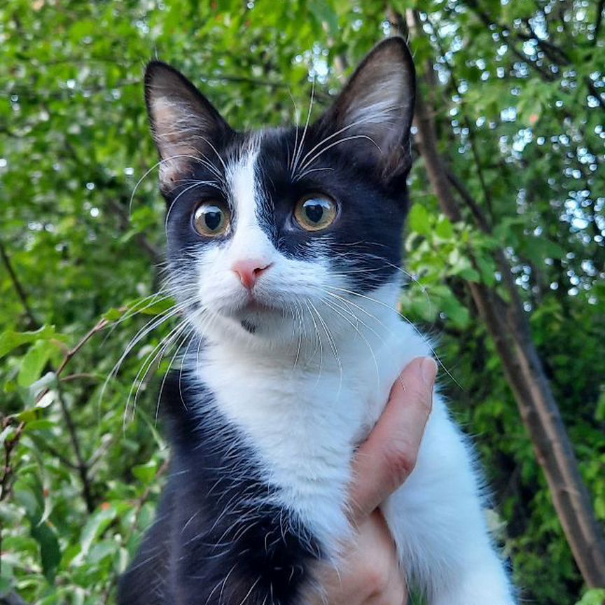 Котёнок Феликс в добрые руки