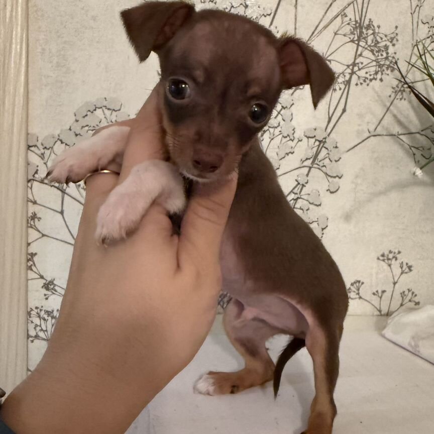 Русский той-терьер, щенок