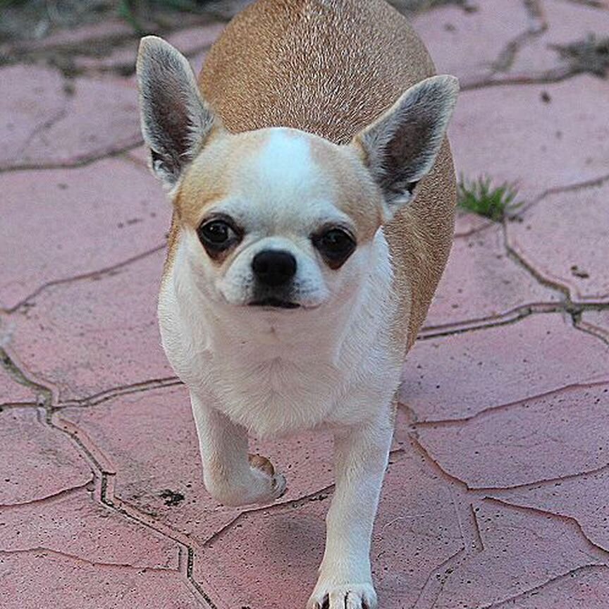 Отдам взрослую девочку чихуахуа