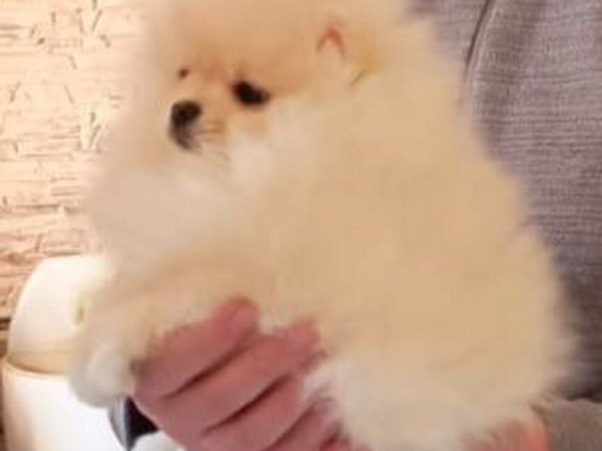 Девочки красавицы