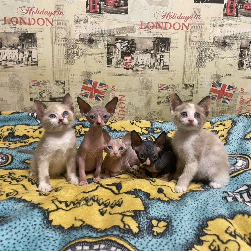 Продам котят Канадского Сфинкса