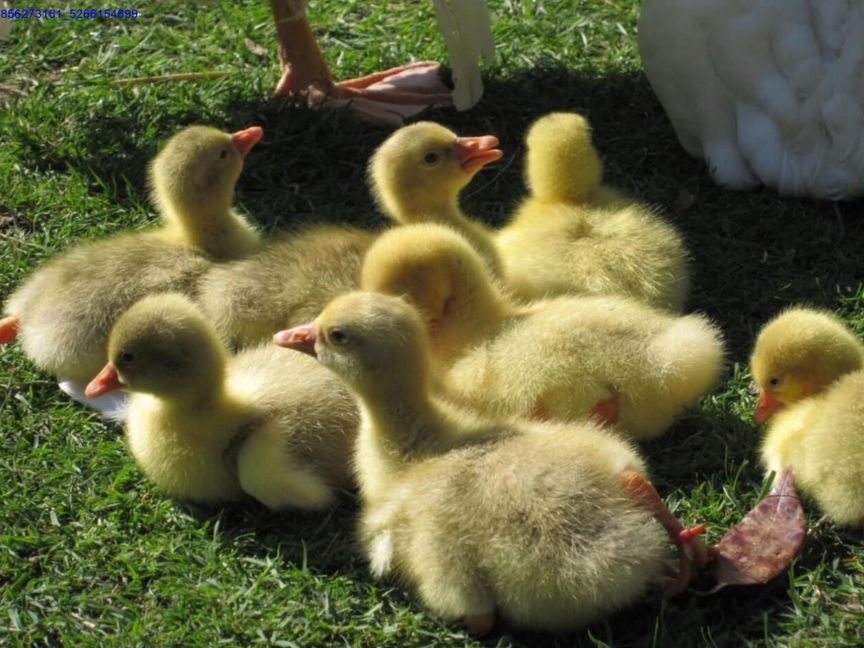 Гусята (Арт.52358)