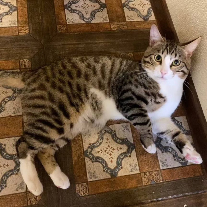 Котёнок в добрые руки