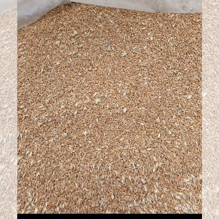 Пшеница 2 т, овес 1 тонна