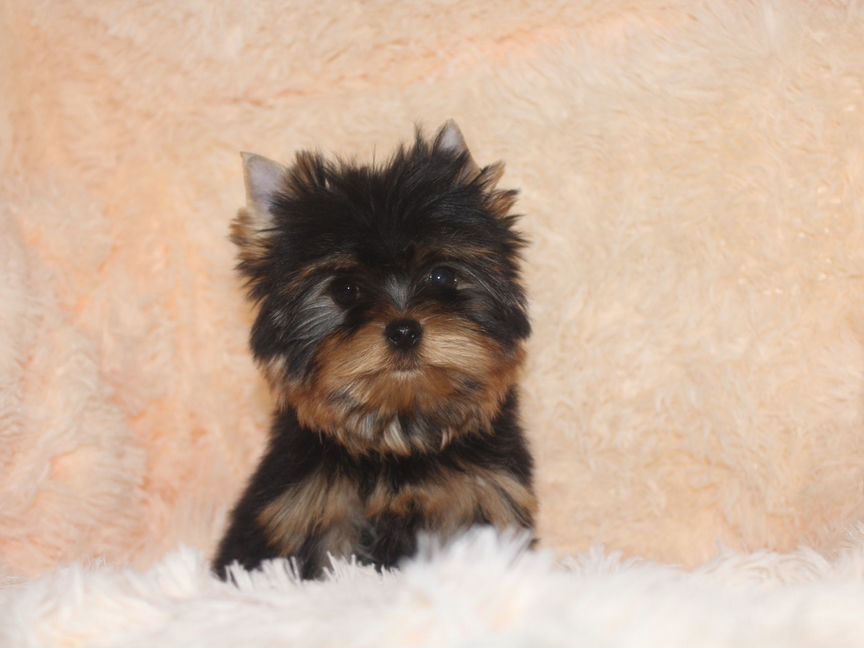 Маленький красавчик