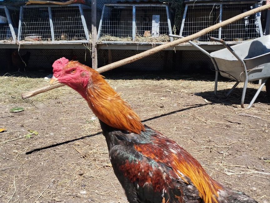 Бойцовые петухи О шамо