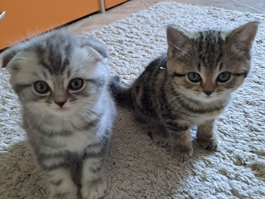 Шотландские котята