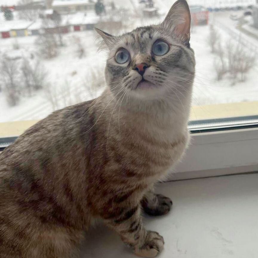 Отдам голубоглазку