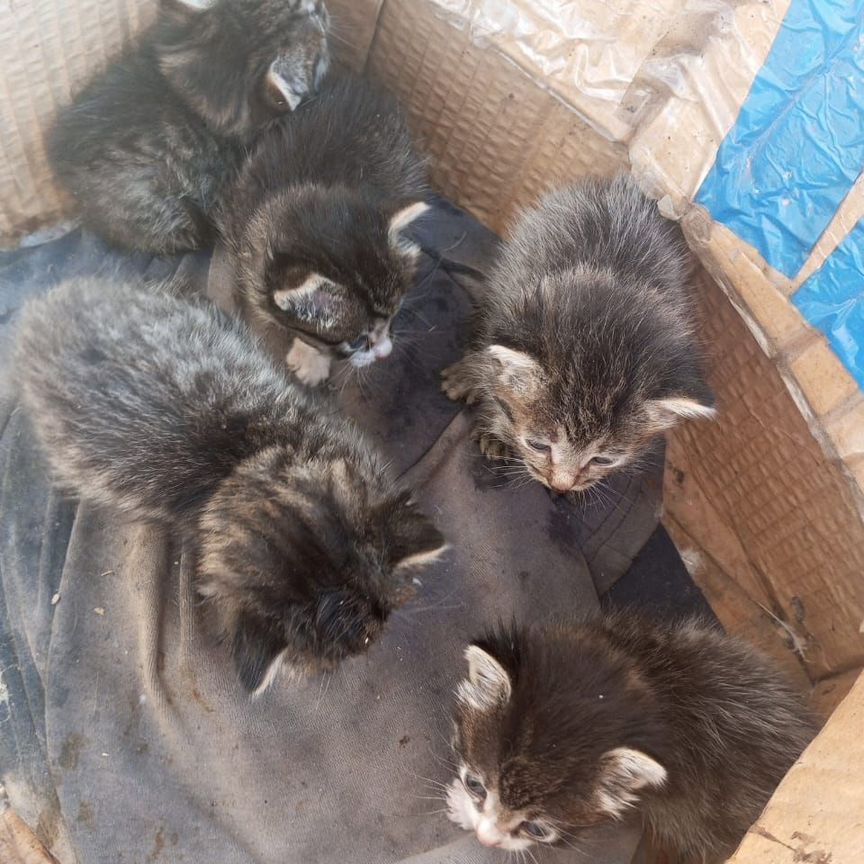 Котята дворняжки в добрые руки