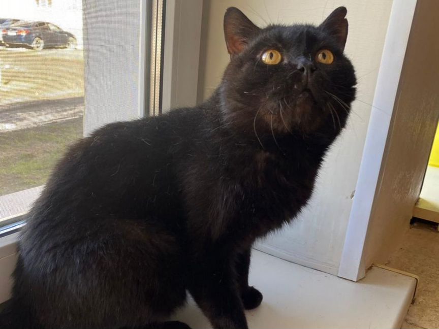 Кот Бегемот в добрые руки