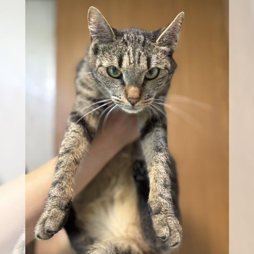 Красивая тихая кошка из приюта