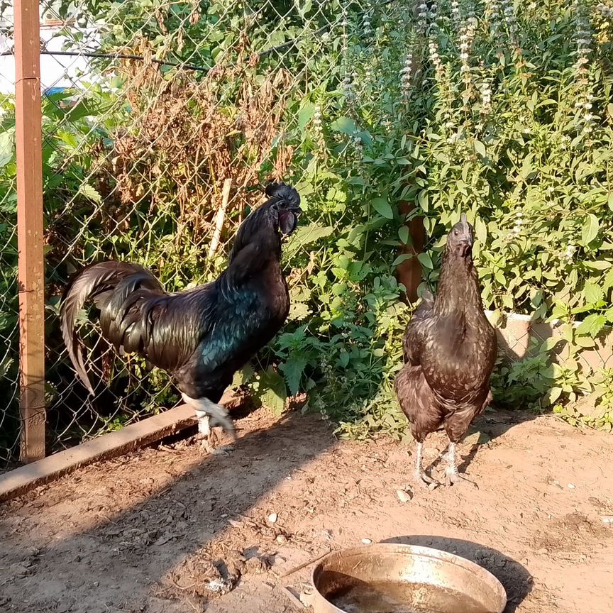 Семья кур ухейилюй